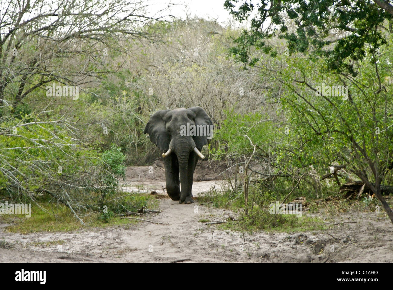Bull elephant at Tembe National Elephant Park, Kwazulu-Natal, South ...