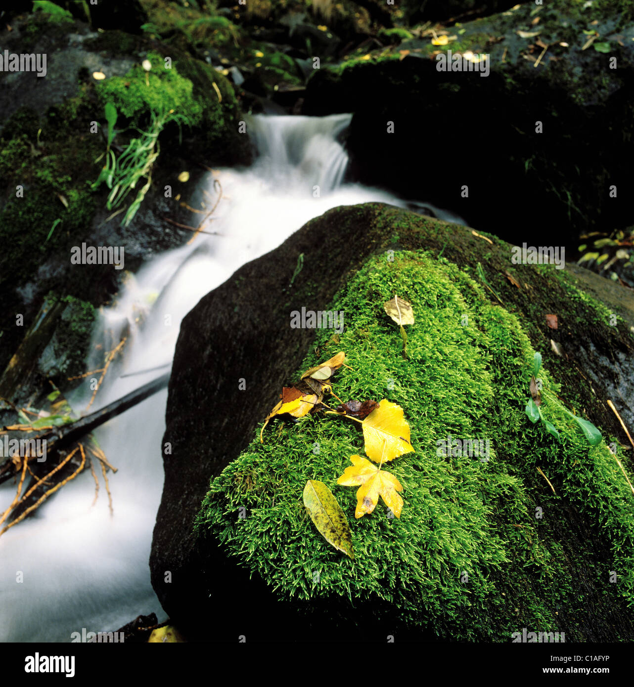 France, Puy de Dome, underbrush, leaves near the river Stock Photo - Alamy