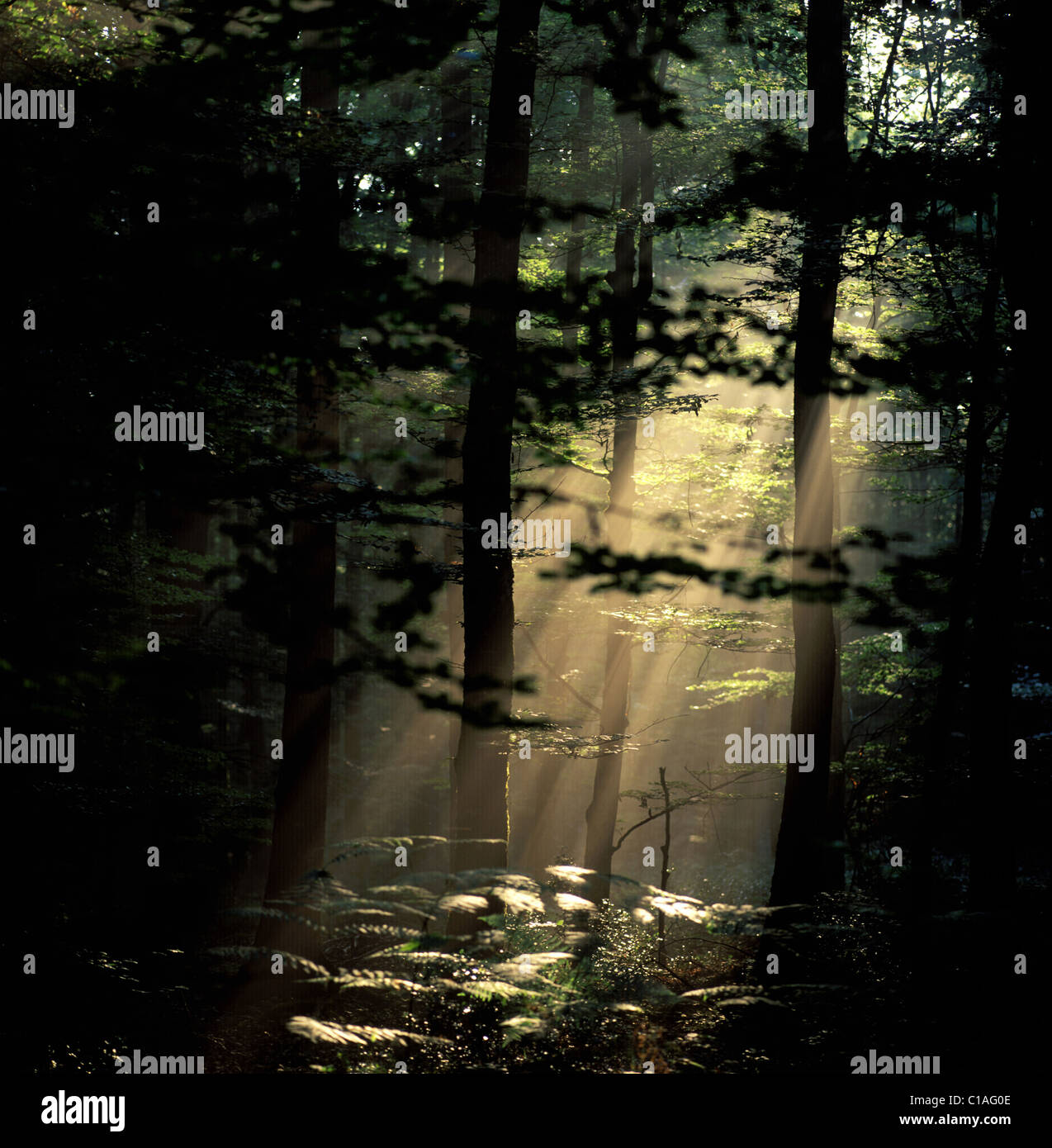 France, Allier, Tronçais forest Stock Photo - Alamy