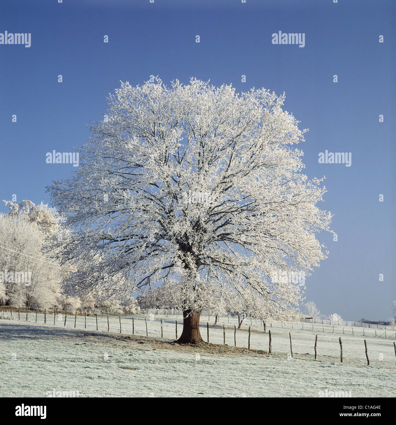 France, oak tree under the snow Stock Photo - Alamy