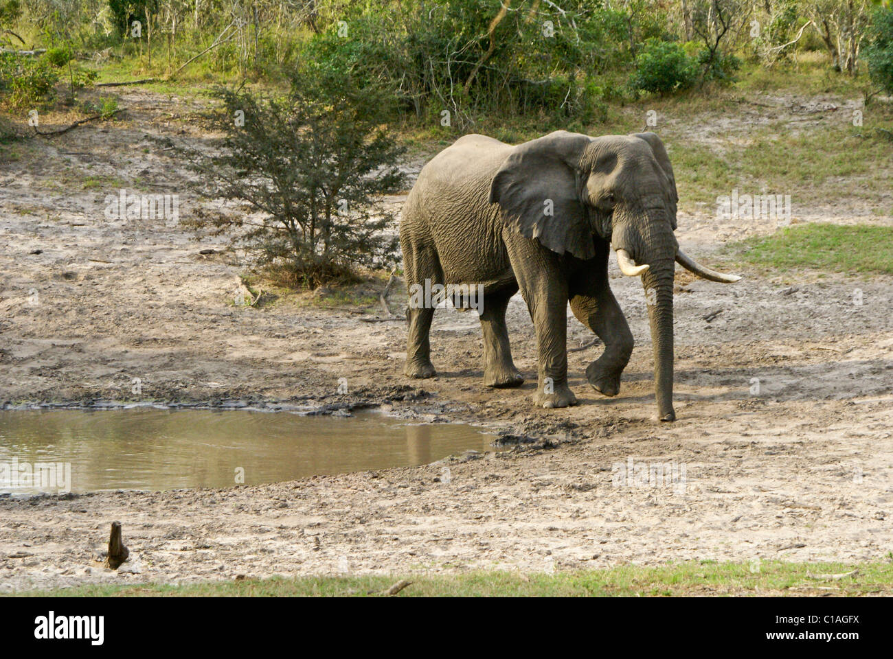Bull elephant at Tembe National Elephant Park, Kwazulu-Natal, South ...
