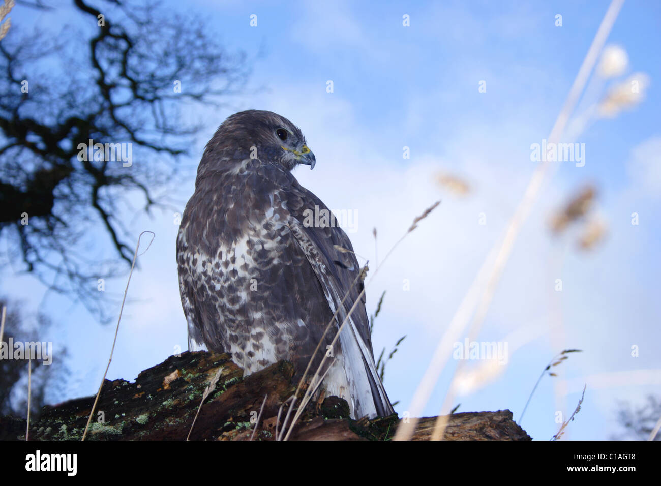 Wild buzzard uk hi-res stock photography and images - Alamy