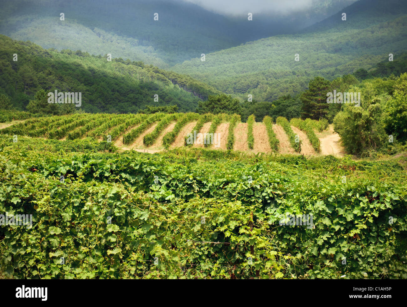 Grape culture in mountains. Vineyard Stock Photo - Alamy