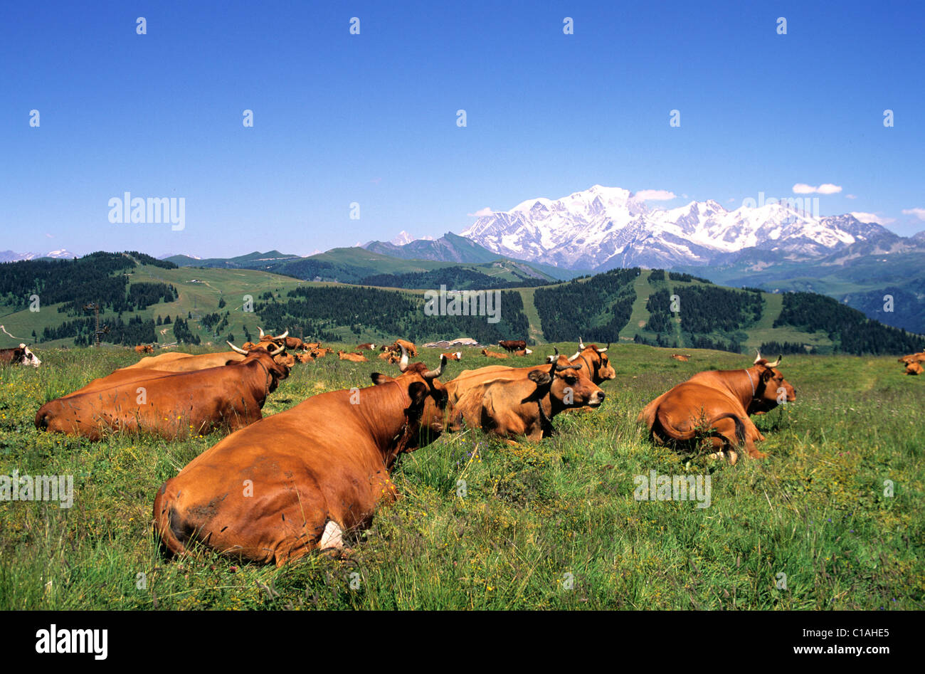 Tarine cows hi-res stock photography and images - Alamy