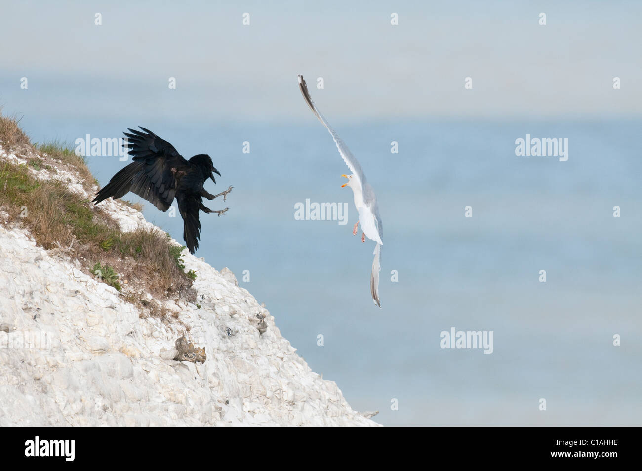 Raven (Corvus corax) on chalk cliffs, Kent, UK. Harassed by herring ...