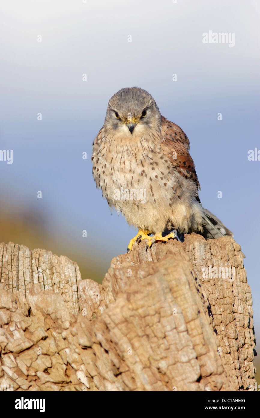 Uk British Kestrel Stock Photos & Uk British Kestrel Stock Images - Alamy