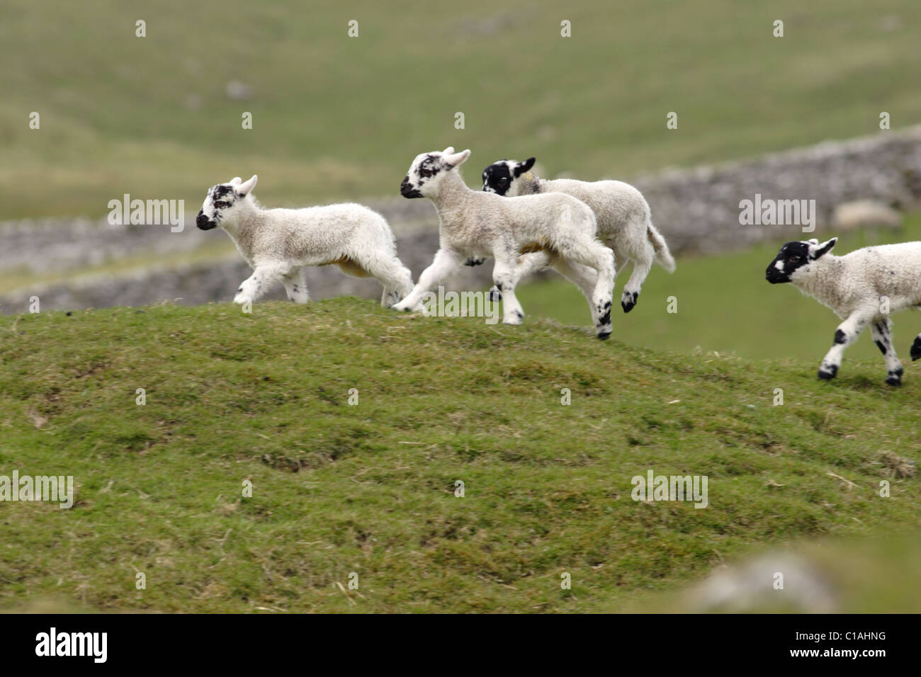 Lambs running in field, summer, Yorkshire Dales, UK Stock Photo - Alamy