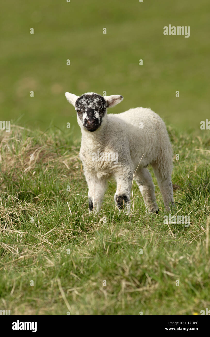 Portrait lamb on field hi-res stock photography and images - Alamy