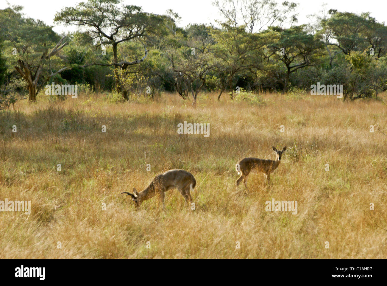 Southern (common) reedbuck, Tembe National Elephant Park, Kwazulu-Natal ...