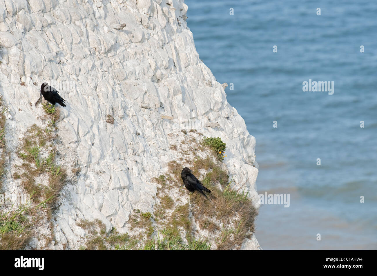 Raven nest uk hi-res stock photography and images - Alamy