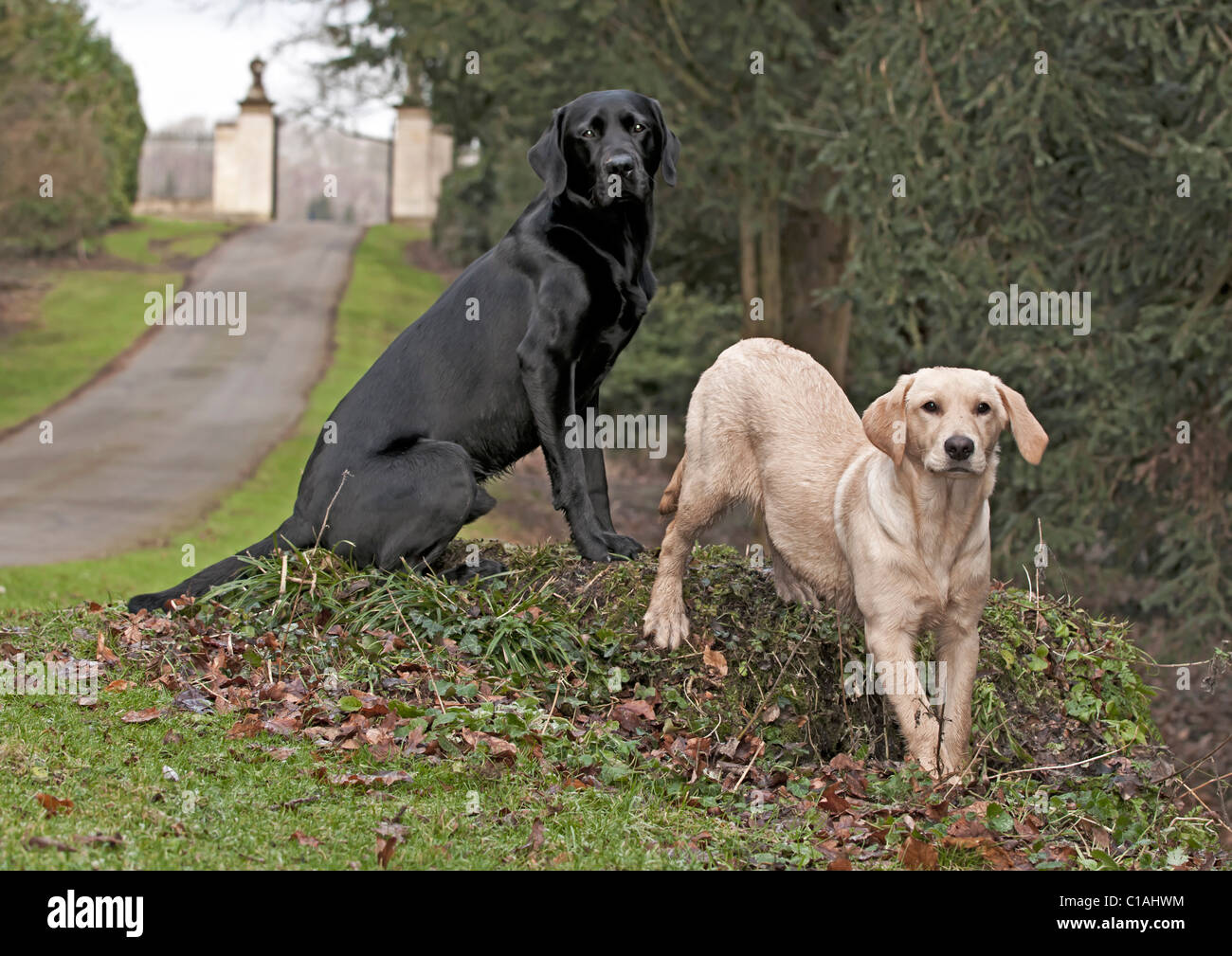 Labrador retriever pair hi-res stock photography and images - Alamy