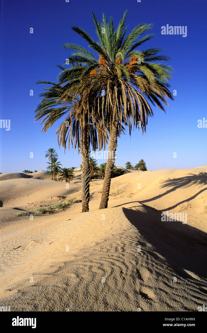 Oasis in southern tunisia hi-res stock photography and images - Alamy