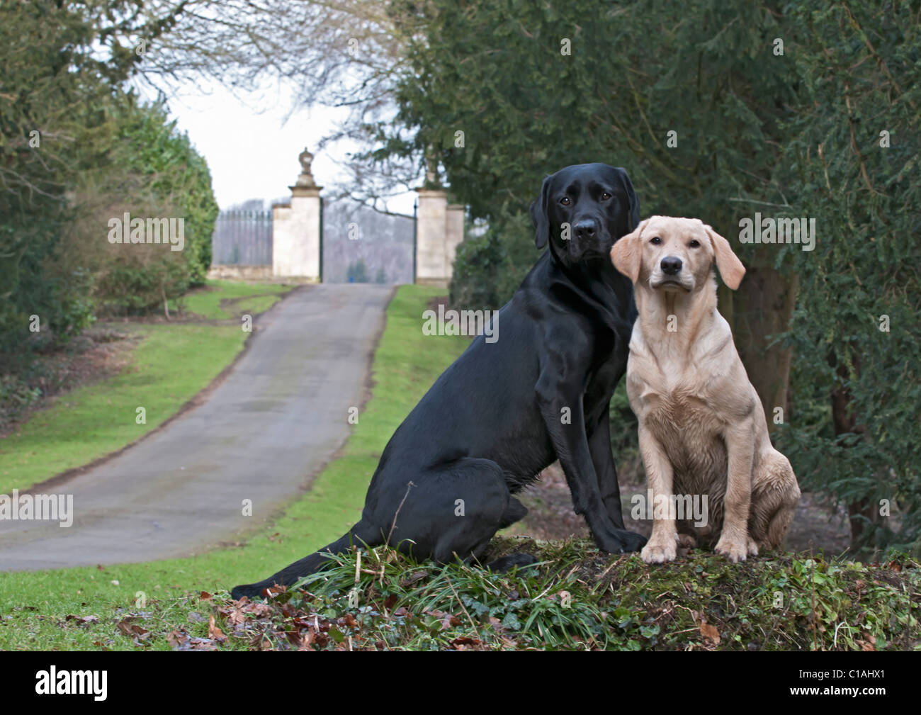 Two labrador retrievers hi-res stock photography and images - Alamy
