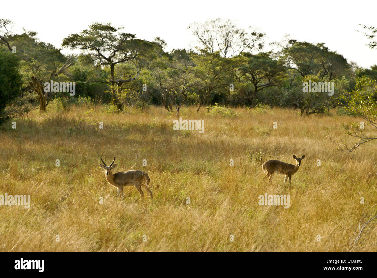 Southern (common) reedbuck, Tembe National Elephant Park, Kwazulu-Natal ...