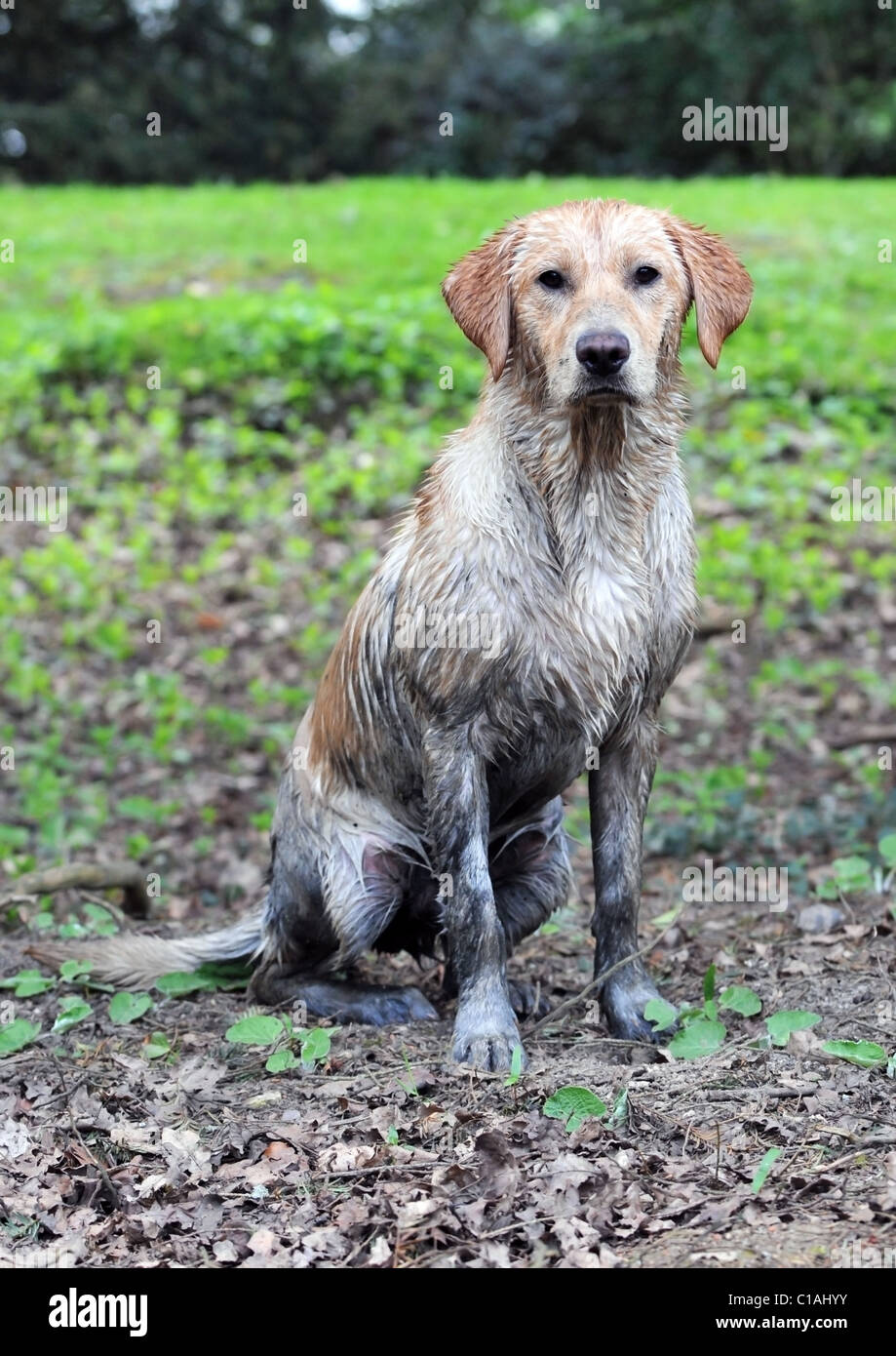 Gundogs hi-res stock photography and images - Alamy