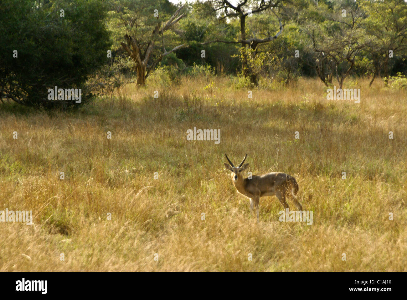 Male southern (common) reedbuck, Tembe National Elephant Park, Kwazulu ...