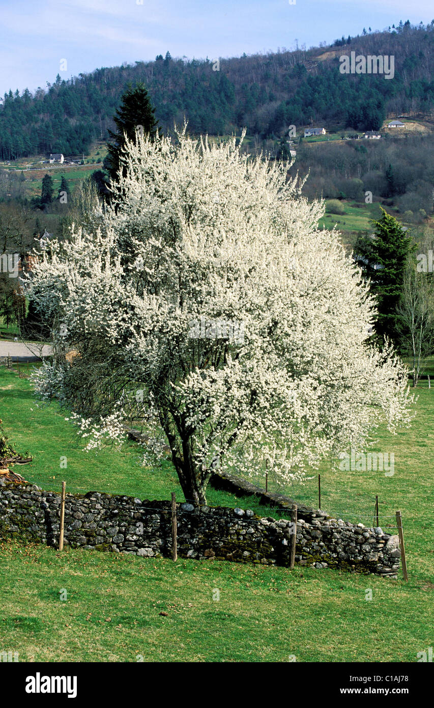 France, Correze, PLUM tree in the Dordogne valley Stock Photo - Alamy