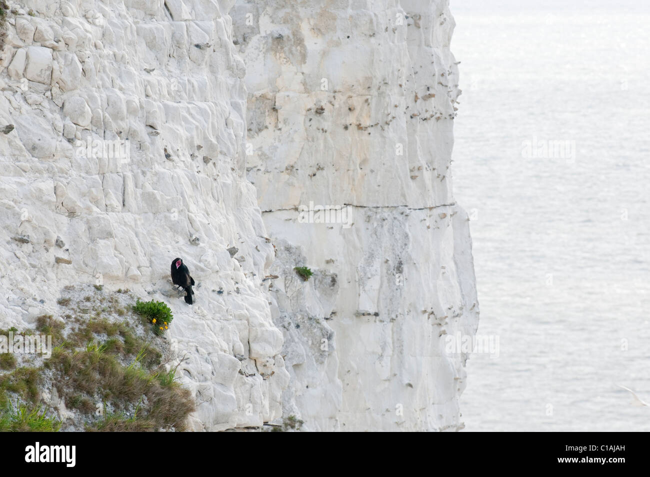 Raven (Corvus corax) on chalk cliffs, Kent, UK Stock Photo - Alamy