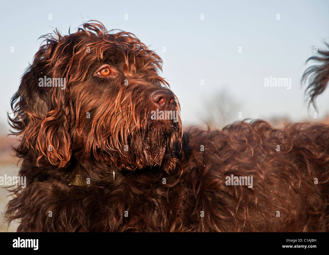 Labradoodle hi-res stock photography and images - Alamy