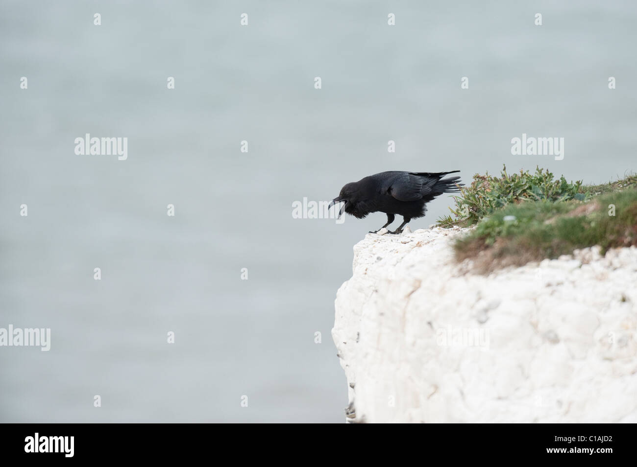 Raven nest cliff hi-res stock photography and images - Alamy