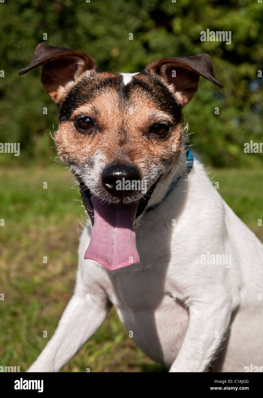 Mable, a charismatic little Jack Russell Stock Photo - Alamy