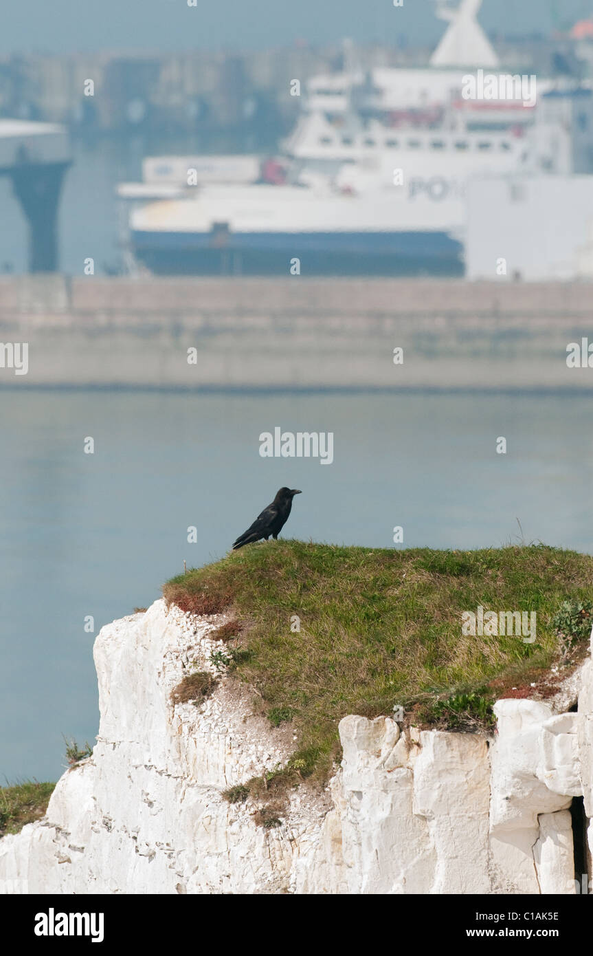 Raven cliffs hi-res stock photography and images - Alamy