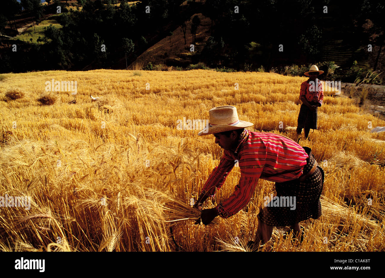 Guatemala, Santa Rosa Department, scenes of harvest Stock Photo - Alamy