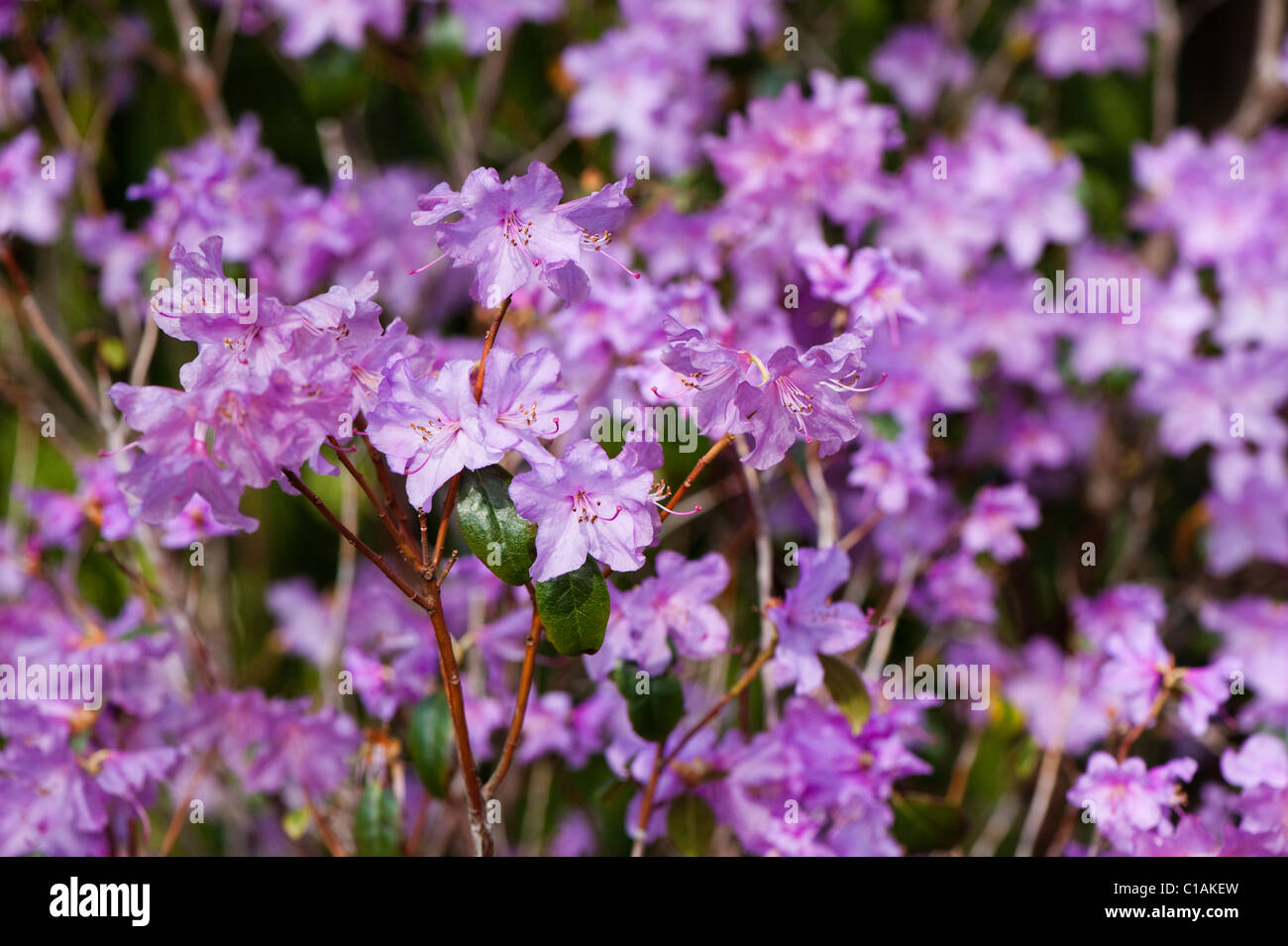 Rhododendron ‘Praecox’ in bloom Stock Photo - Alamy