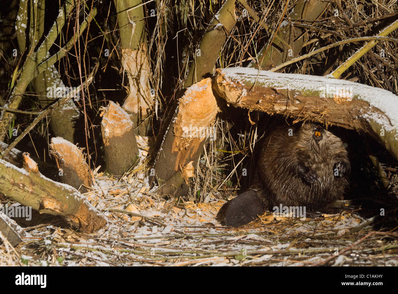 Reintroduction Of Beaver High Resolution Stock Photography and Images ...