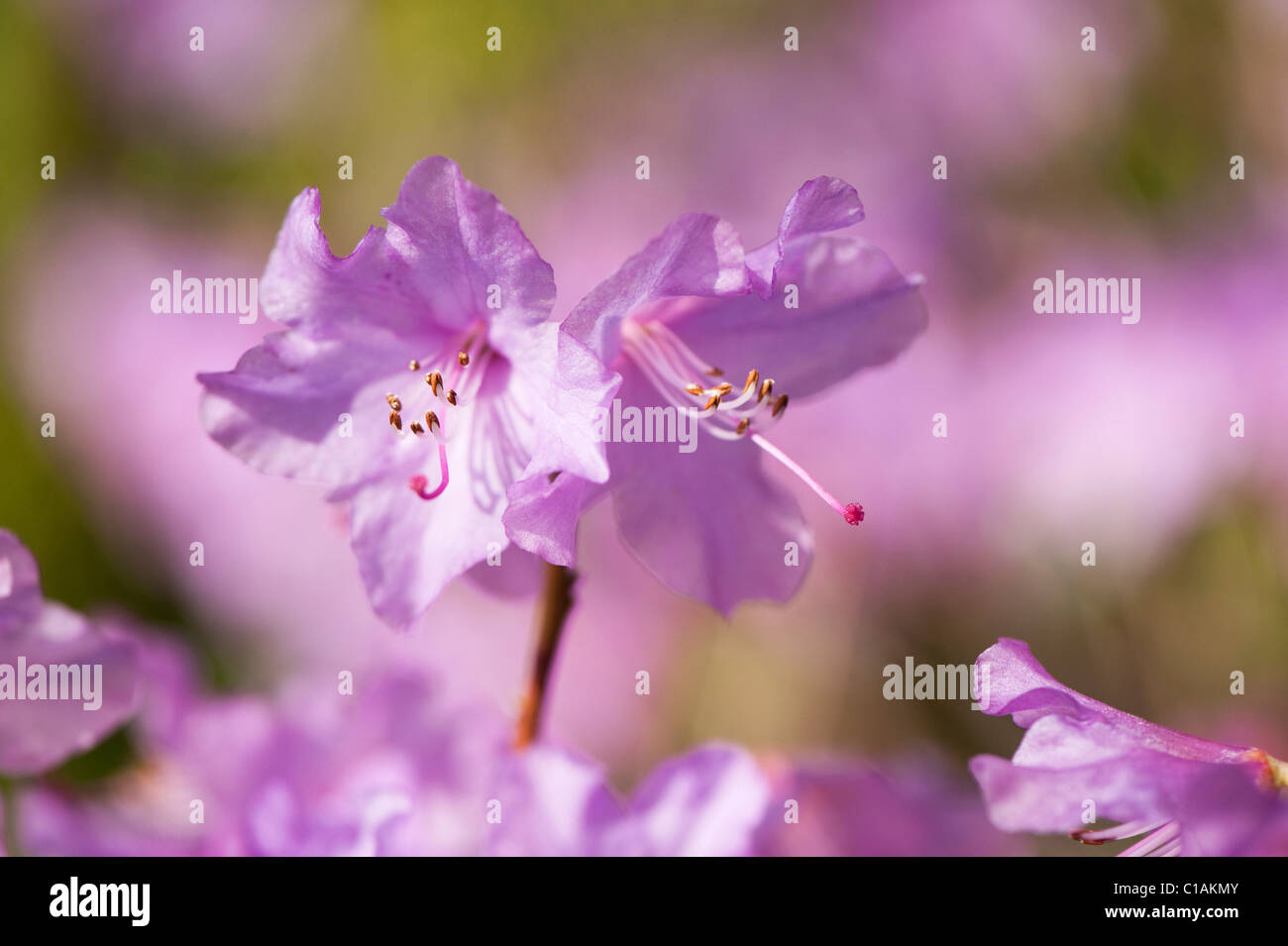 Rhododendron praecox hi-res stock photography and images - Alamy
