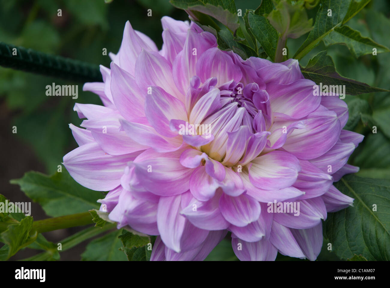Dahlia Perennial Flower Springfield Lavender Stock Photo - Alamy