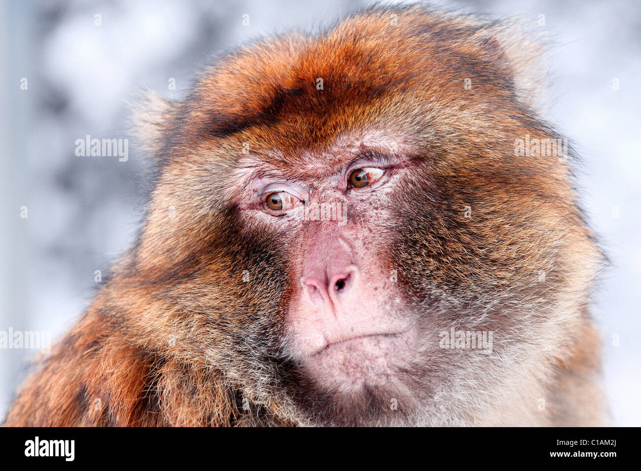 Monkey, Atlas mountains, Morocco, North Africa Stock Photo - Alamy