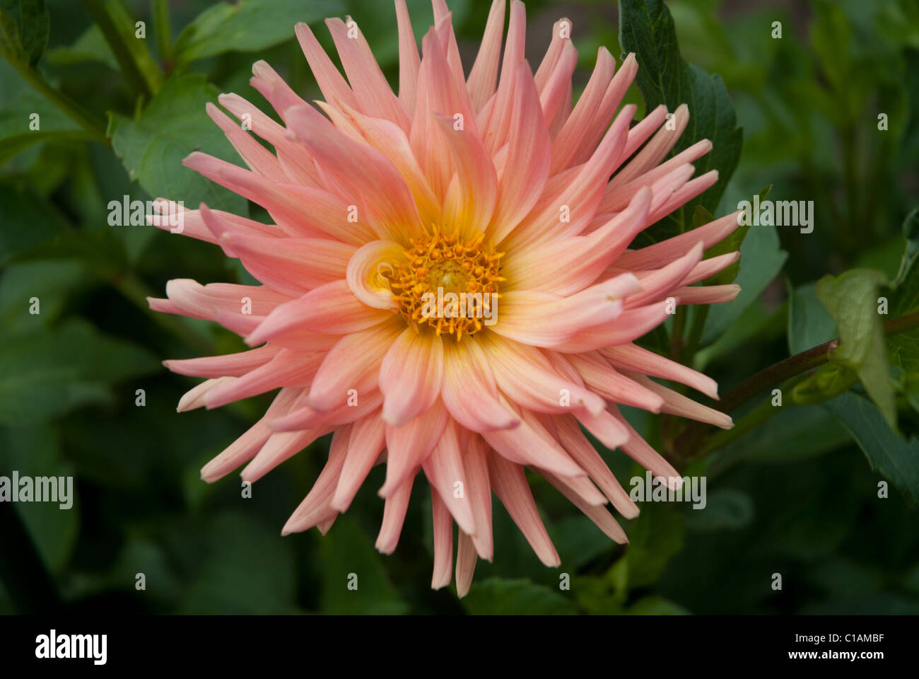Dahlia Perennial Flower Touche Stock Photo - Alamy