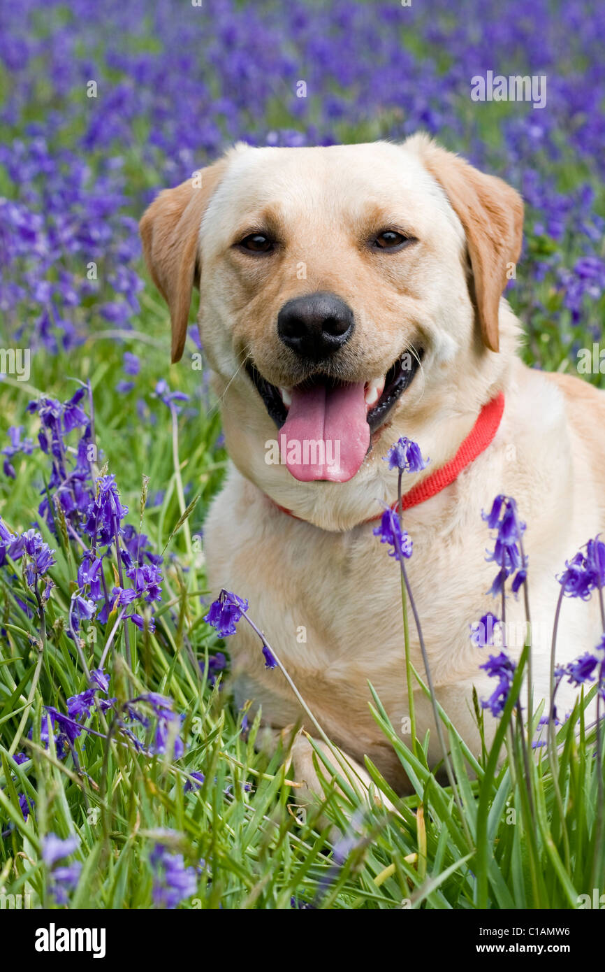 English yellow lab hi-res stock photography and images - Alamy