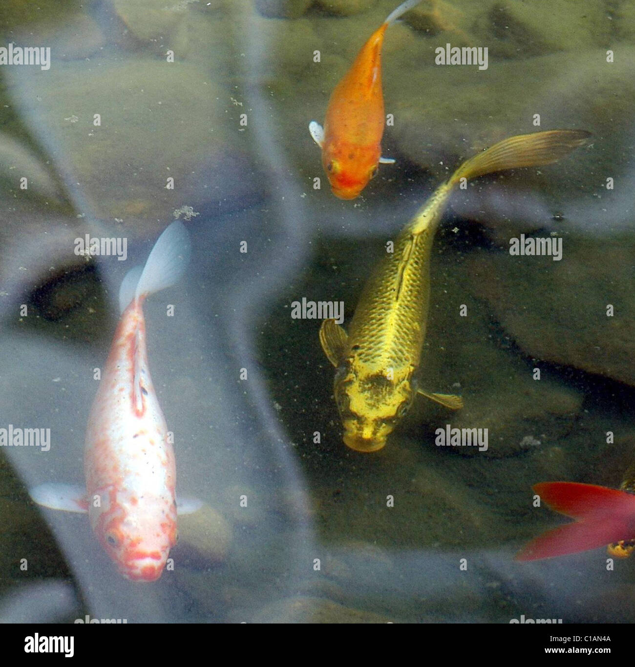 Tigerfish hi-res stock photography and images - Alamy