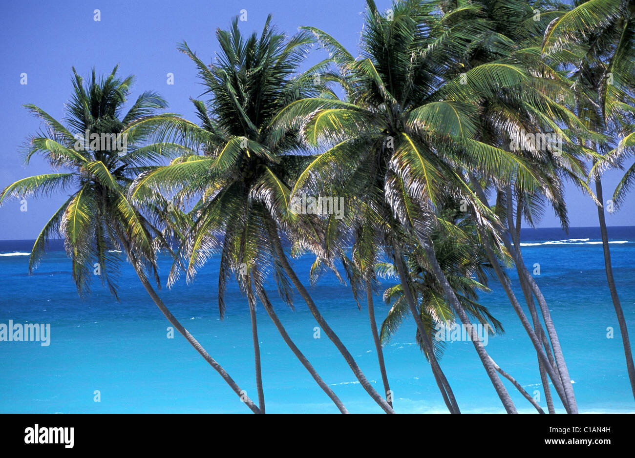 Barbados Island, Bottom Beach bay Stock Photo - Alamy