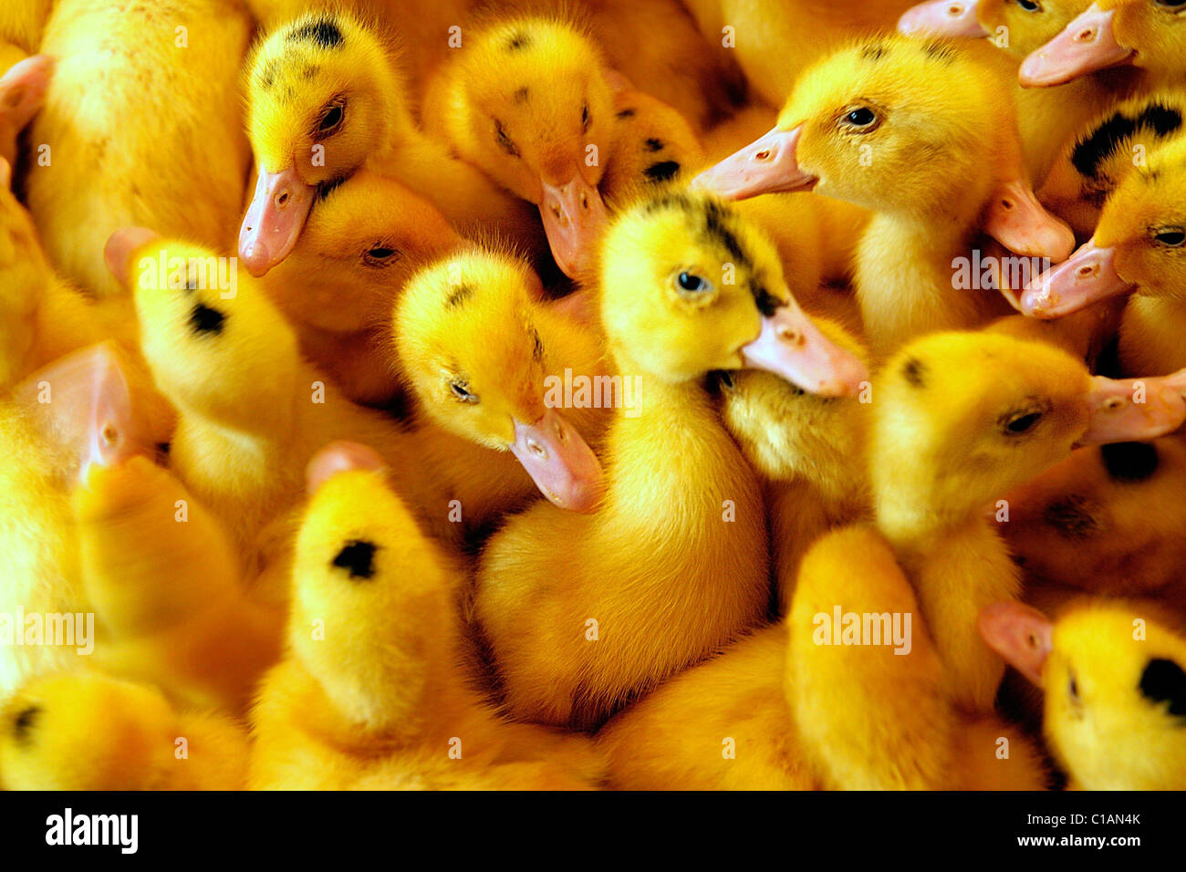 Duck chicks, Italy, Europe Stock Photo - Alamy