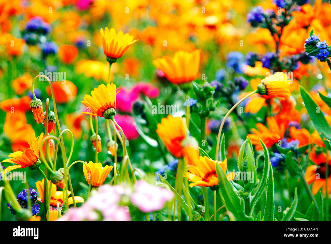 Spring colour hi-res stock photography and images - Alamy