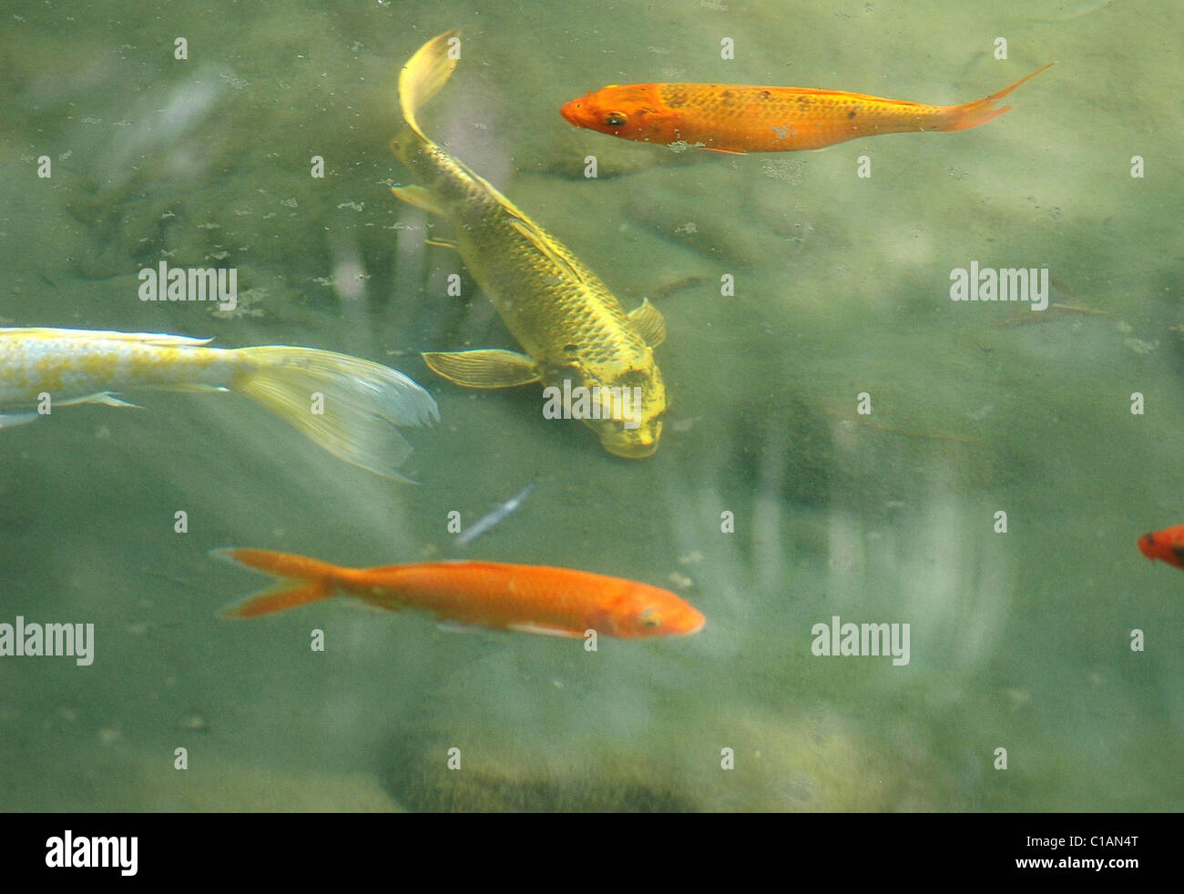 Tigerfish hi-res stock photography and images - Alamy