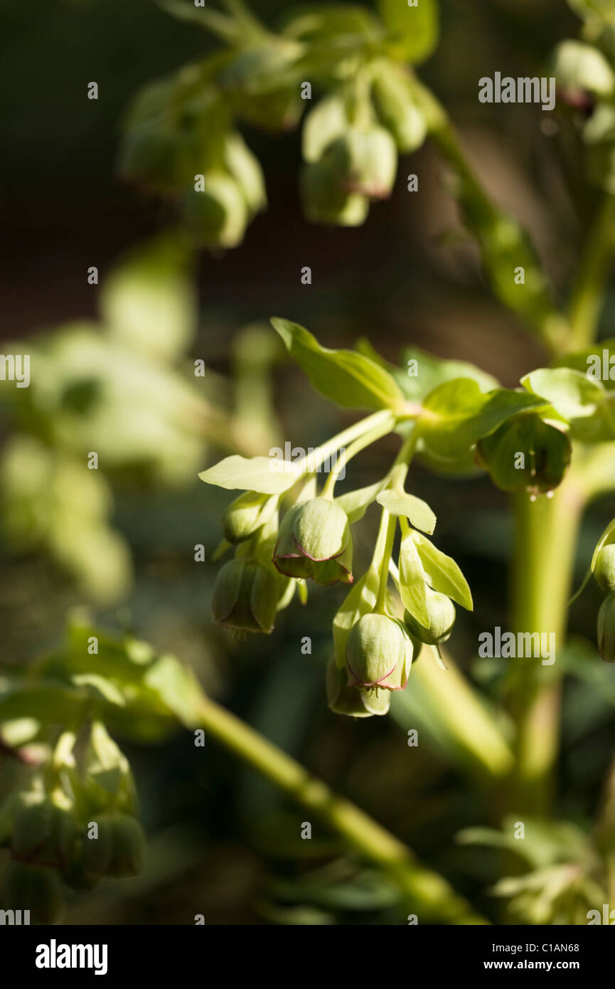 Helleborus foetidus in bloom Stock Photo - Alamy Helleborus foetidus in bloom Stock Photo - Alamy