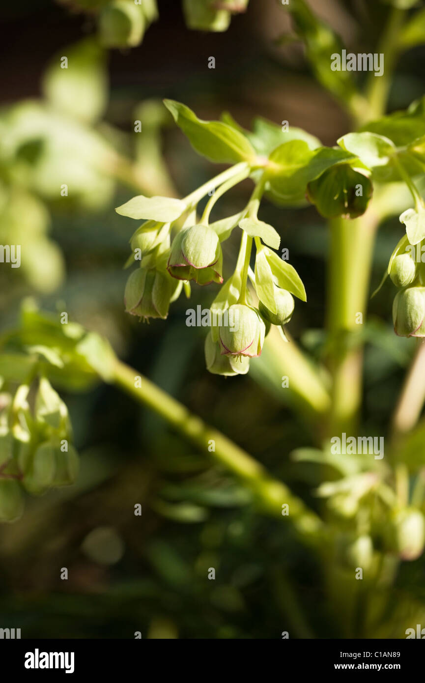 Helleborus foetidus in bloom Stock Photo - Alamy Helleborus foetidus in bloom Stock Photo - Alamy