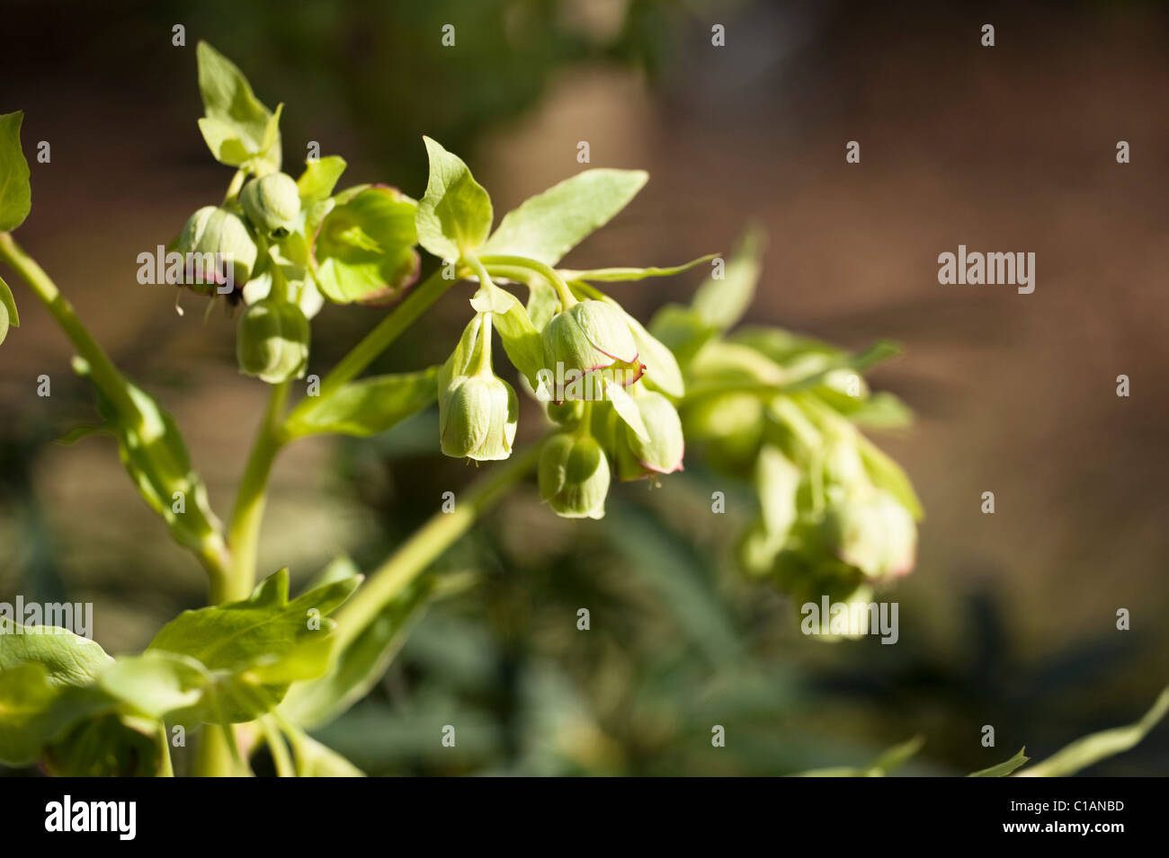 Helleborus foetidus in bloom Stock Photo - Alamy Helleborus foetidus in bloom Stock Photo - Alamy
