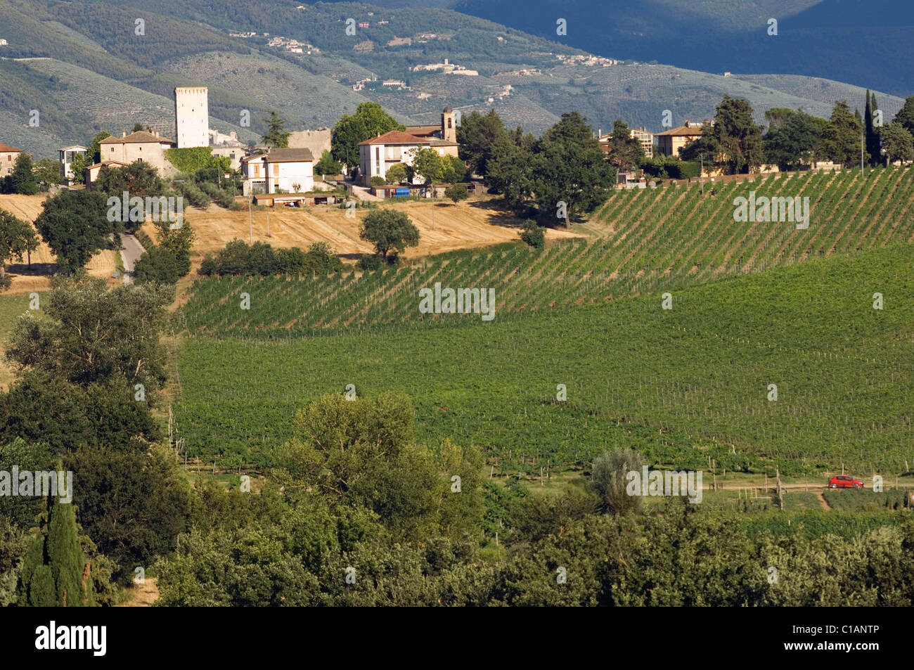 The rocca vineyard hi-res stock photography and images - Alamy