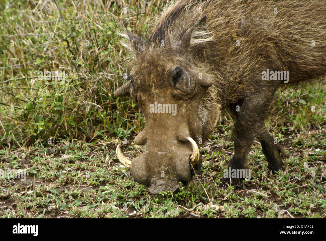 Warthog snout tusks hi-res stock photography and images - Alamy