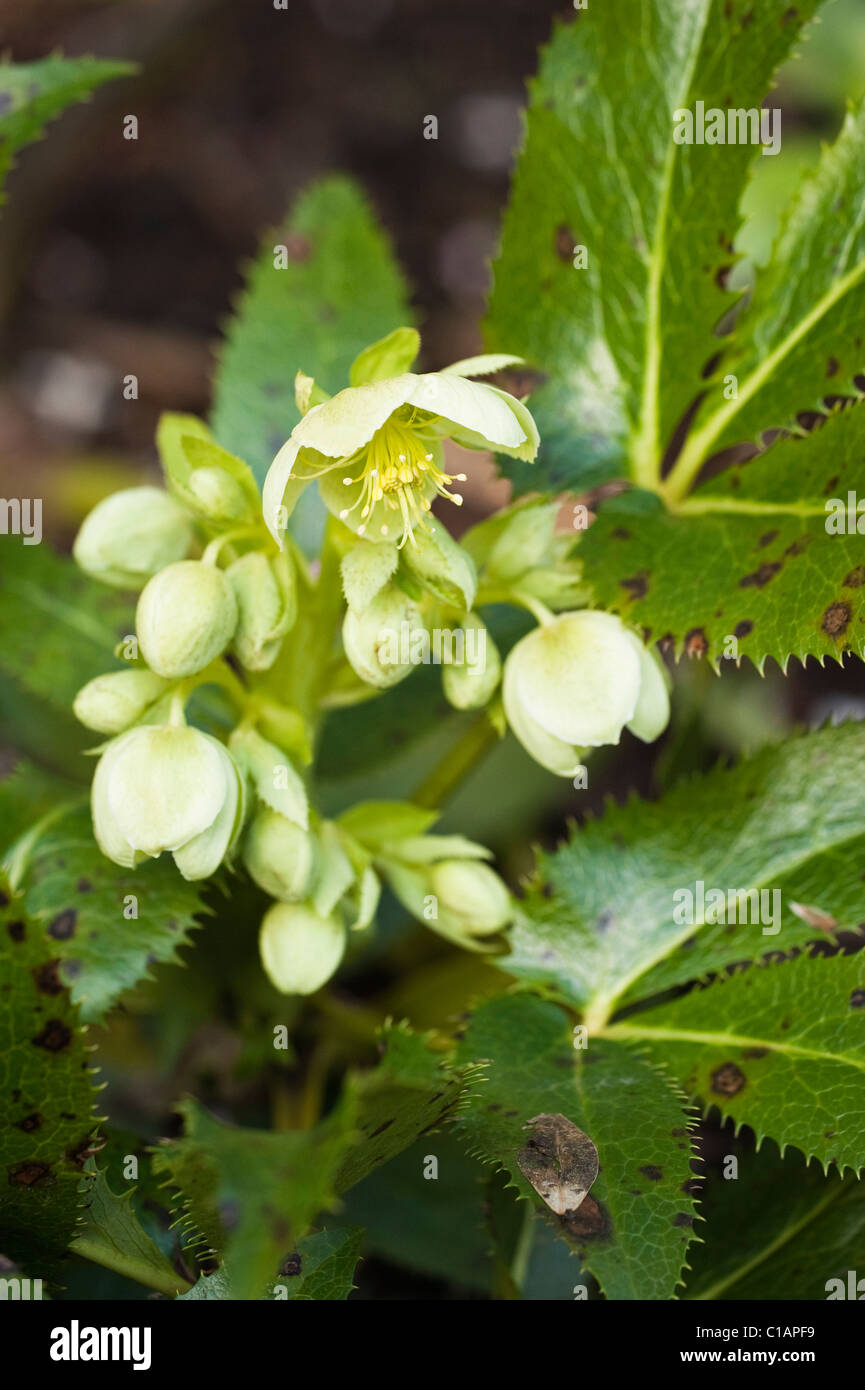 Helleborus lividus ssp corsicus hi-res stock photography and images - Alamy