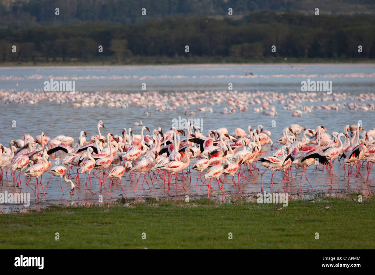 Lesser flamingo flock Phoenicopterus minor Lake Olodien Lake Naivasha ...