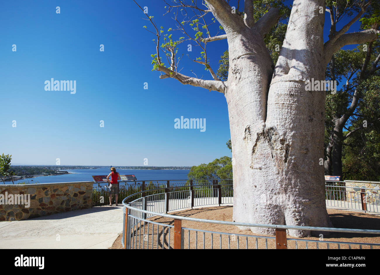Perth king's park tree hi-res stock photography and images - Alamy