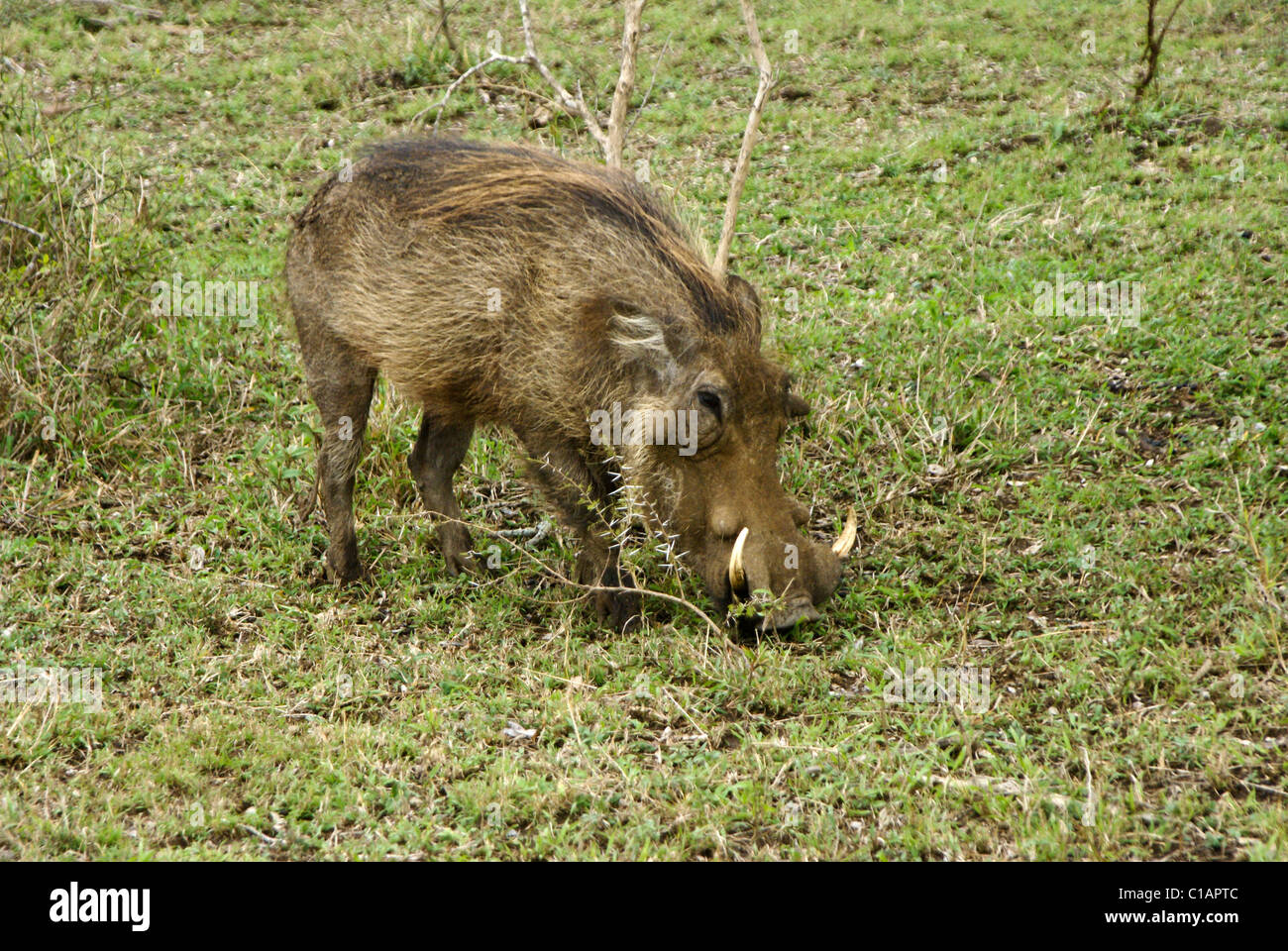 Warts face hi-res stock photography and images - Alamy
