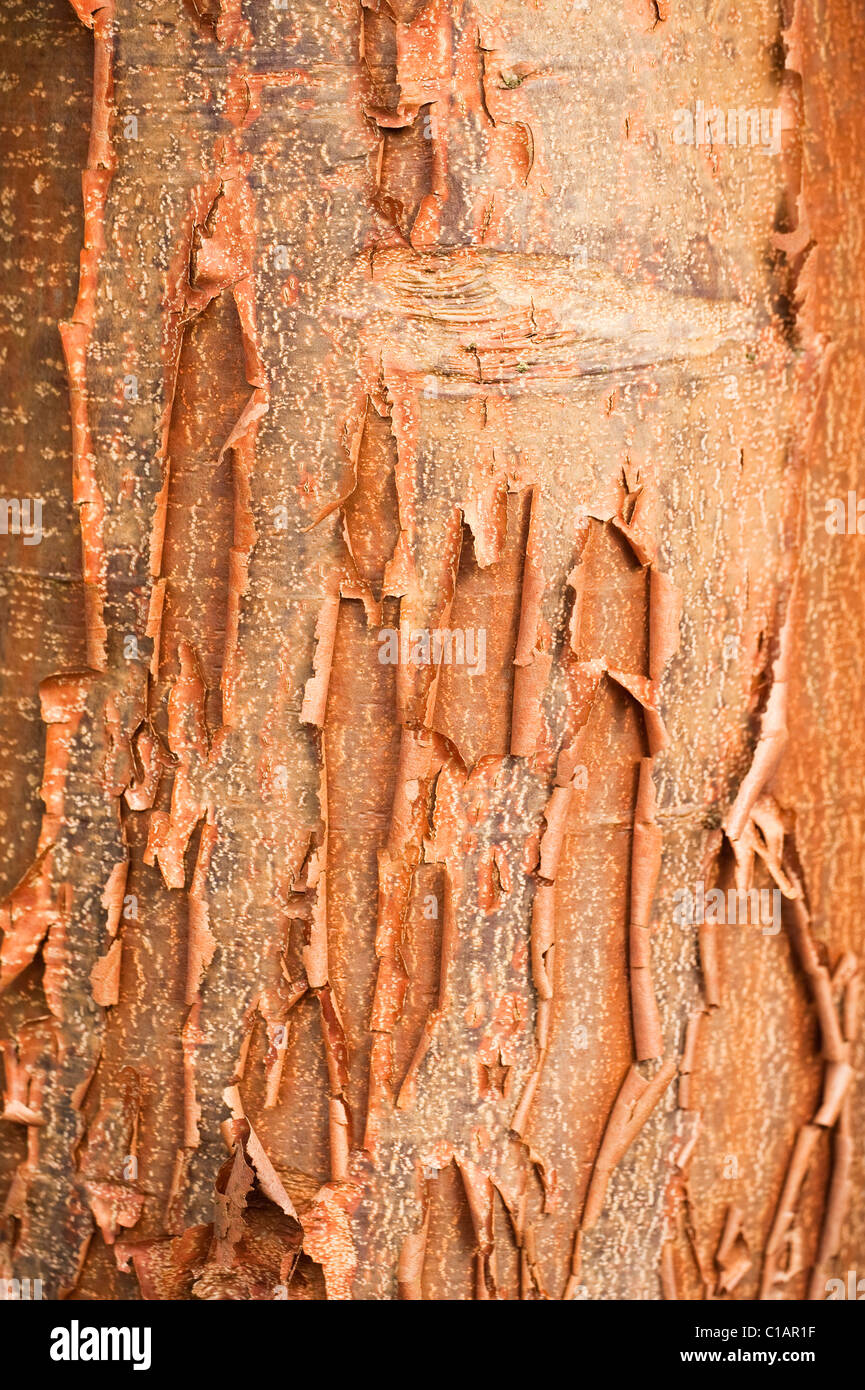 The bark of Acer griseum, Paperbark Maple Stock Photo - Alamy
