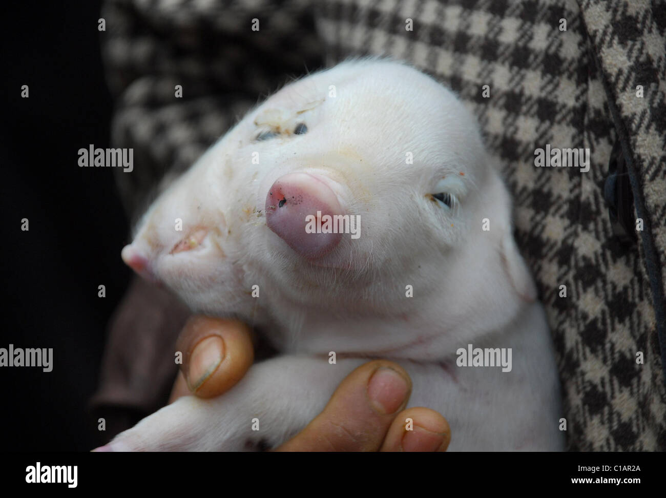 One headed piglet hi-res stock photography and images - Alamy
